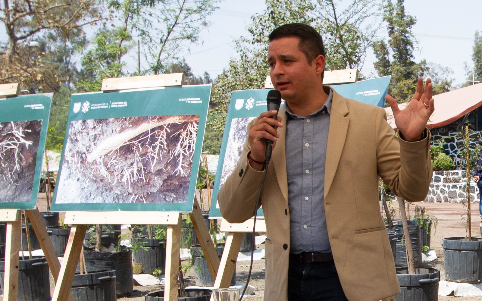 Recomiendan expertos reubicar ahuehuete de la Glorieta de Reforma y ...