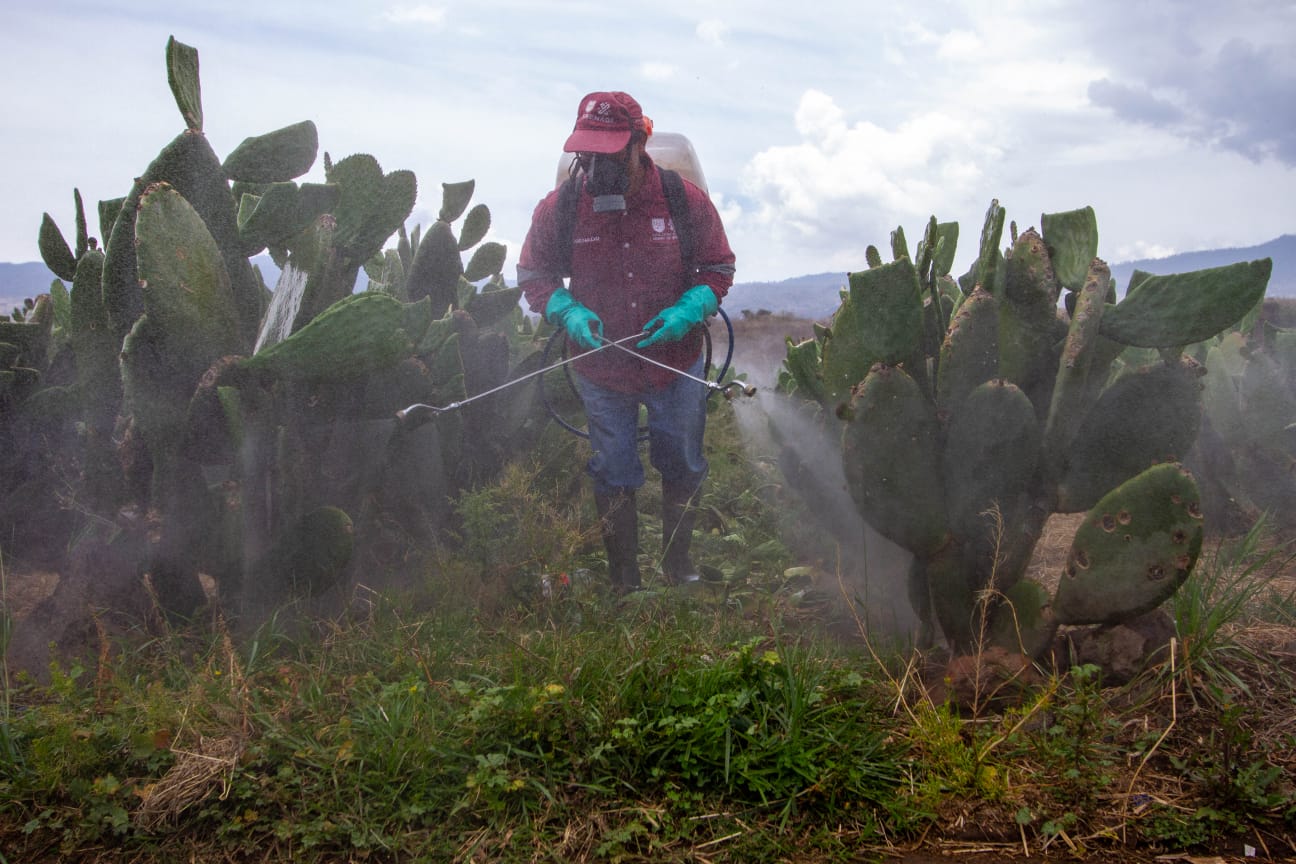 Apoya Sedema a productores de Milpa Alta para combatir plagas en nopal