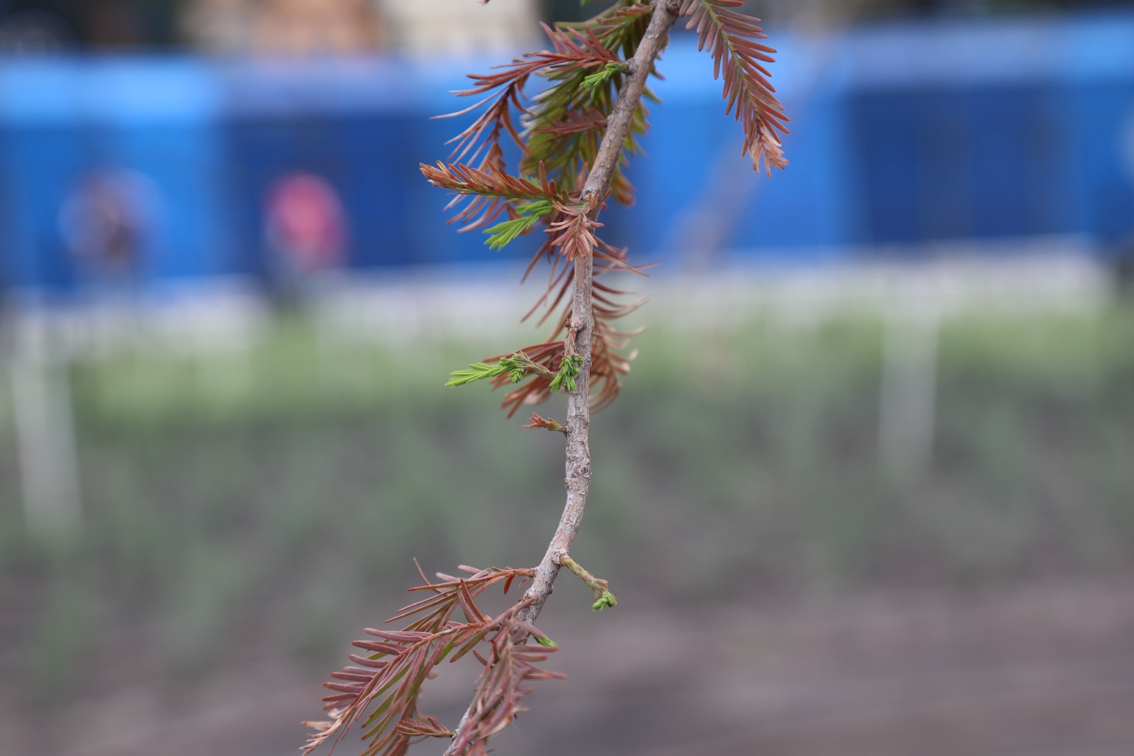 Tarjeta Informativa comunican expertos sobre ahuehuete