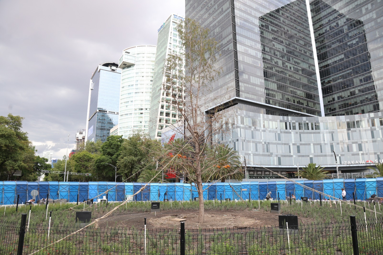 Tarjeta Informativa comunican expertos sobre ahuehuete